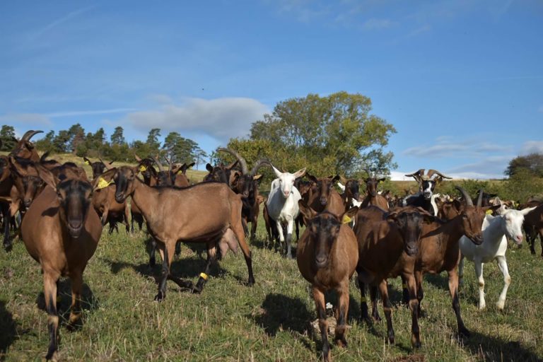 PICODON AOP-Fromage de chèvre-Ardèche-Drôme - Picodon