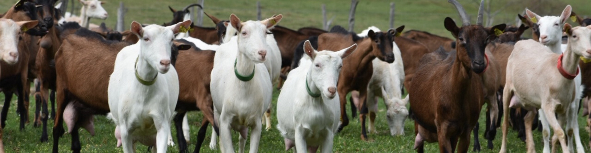 Les producteurs témoignent - Picodon